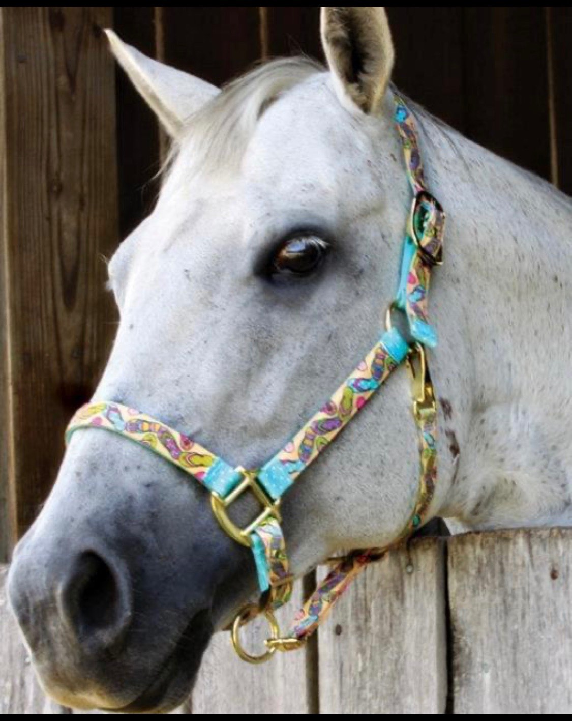 Solve paard jigsaw puzzle online with 195 pieces