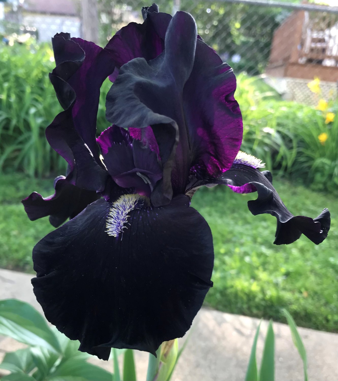 Solve Dark Iris View 1 (larger) jigsaw puzzle online with 72 pieces