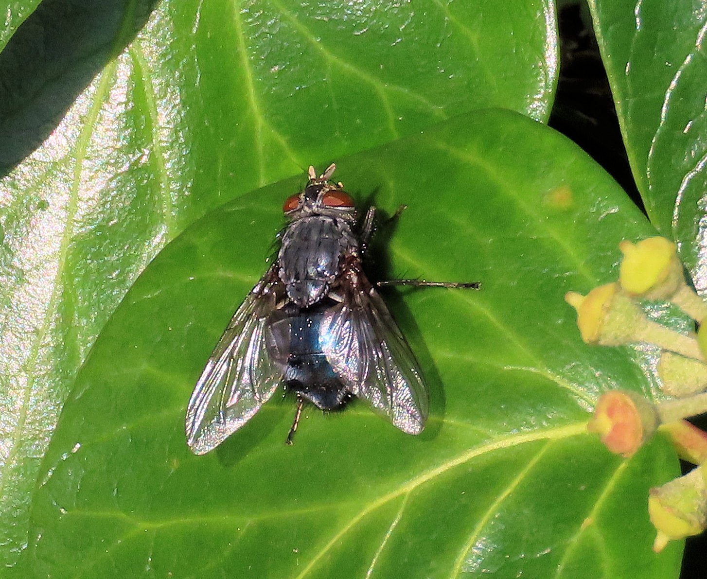 Solve bluebottle fly (bromvlieg) jigsaw puzzle online with 56 pieces