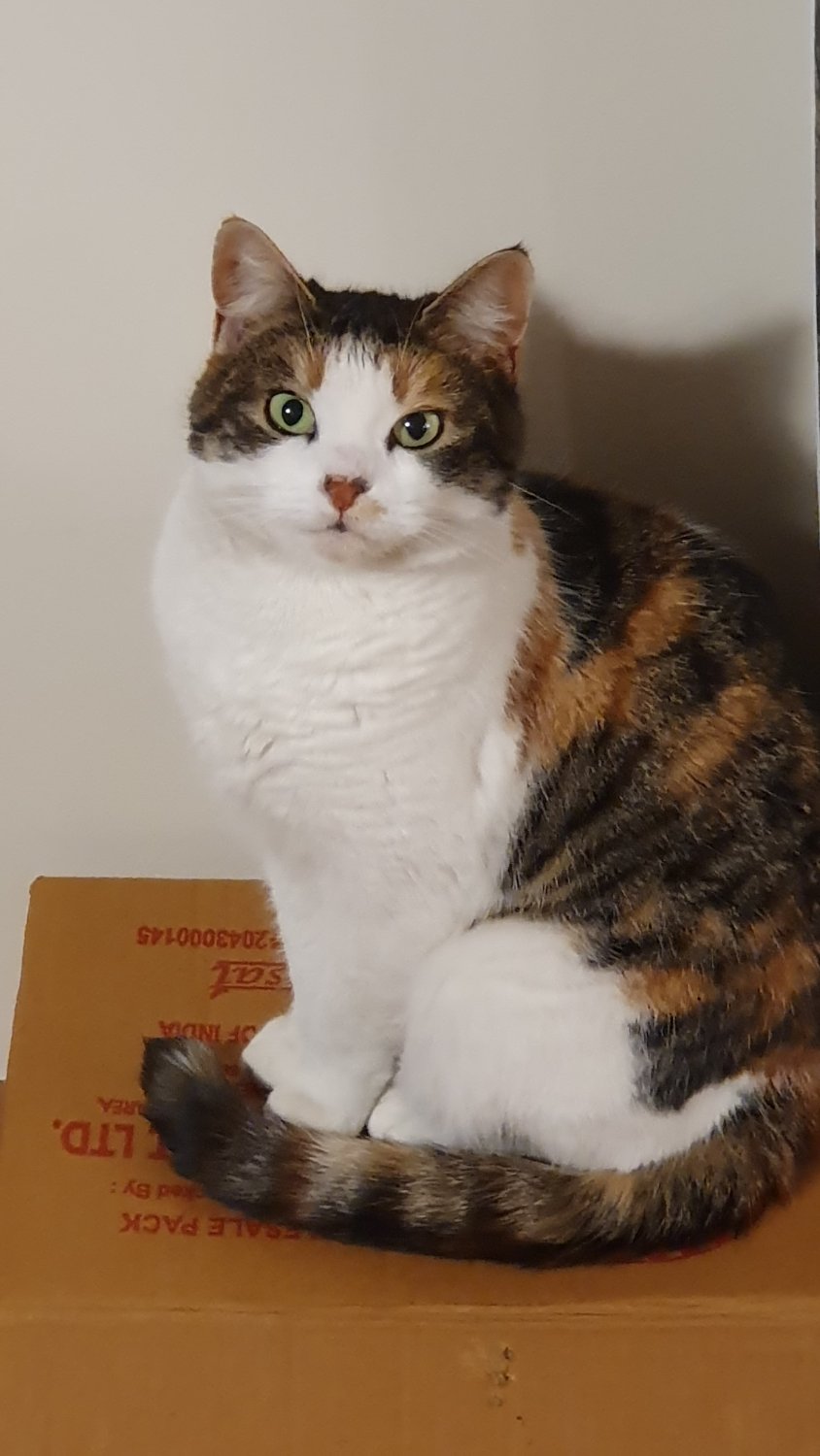 Solve Freya jigsaw puzzle online with 91 pieces