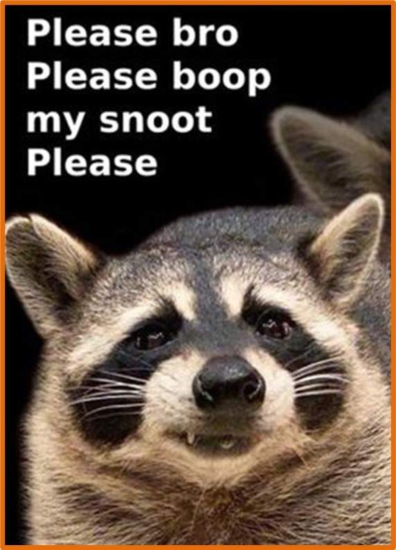 Solve Someone Would Like A Nice Boop For His Birthday. Happy Birthday ...