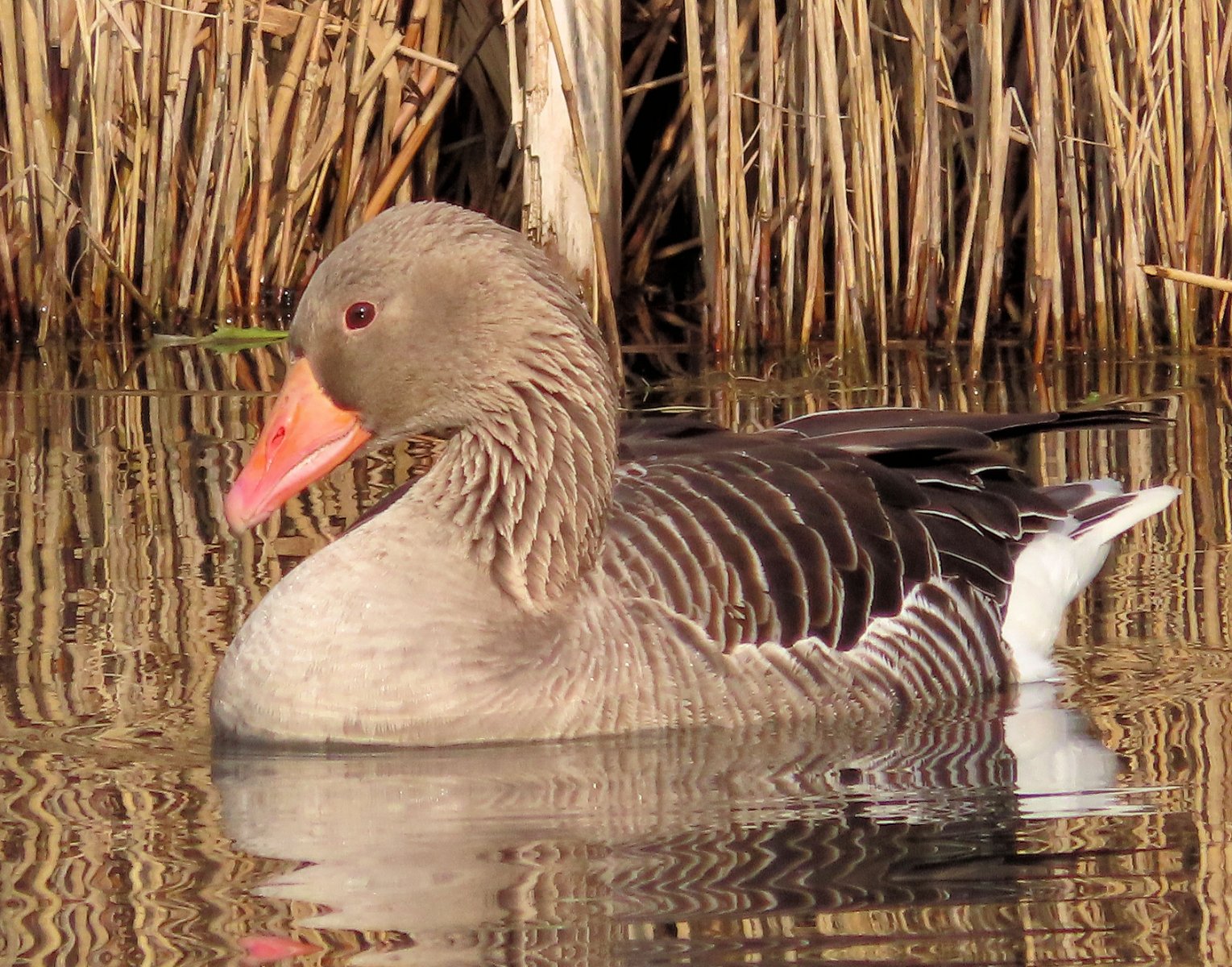 Solve greylag goose (grauwe gans) jigsaw puzzle online with 48 pieces