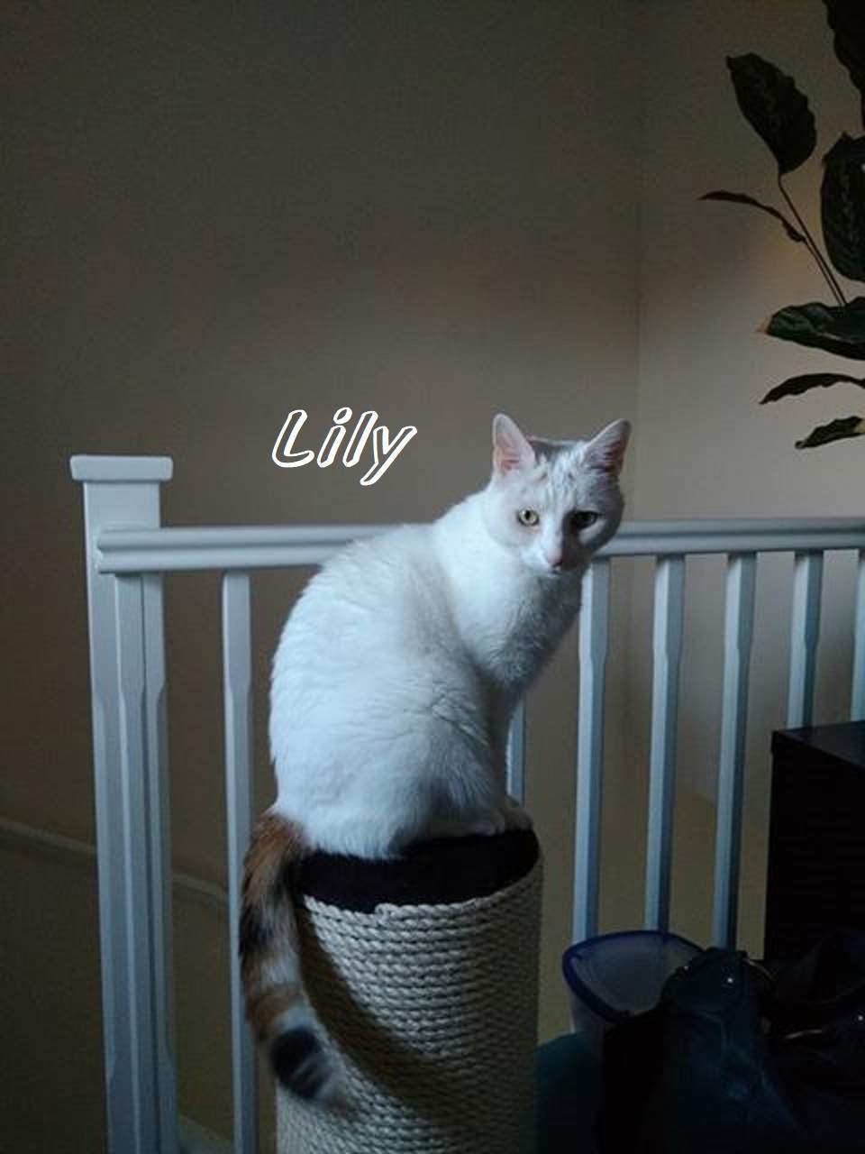 Solve Lily 0194 - Podium cat (on top of cat scratcher) jigsaw puzzle ...