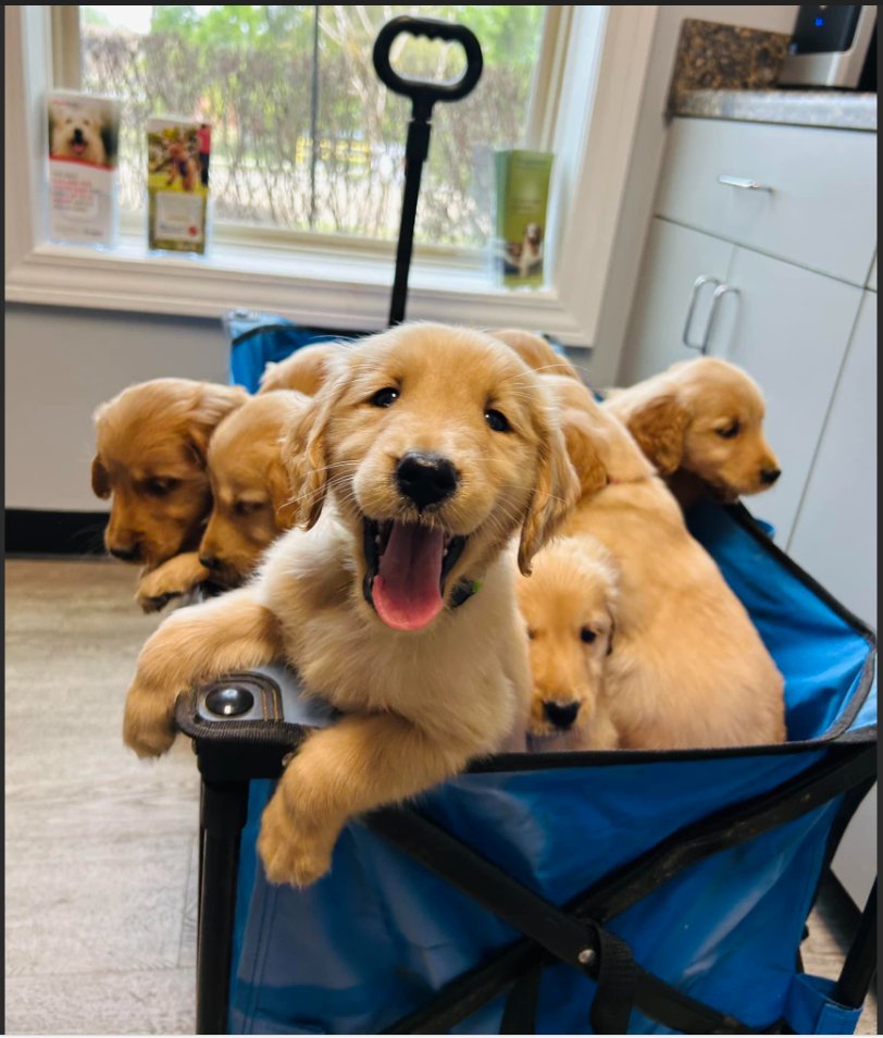 Solve "Let's Go For A Ride!" jigsaw puzzle online with 20 pieces