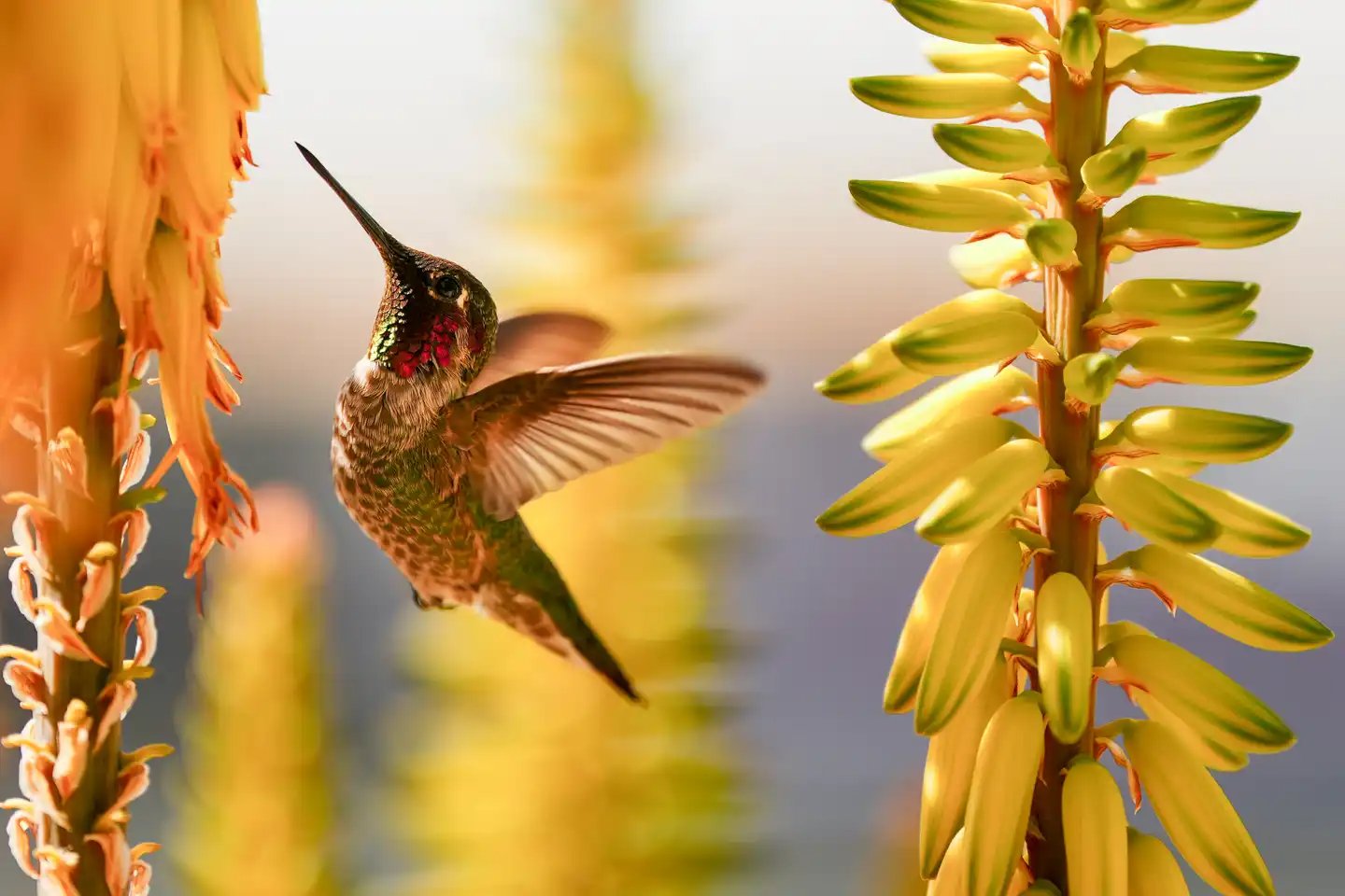 Solve Hummingbird jigsaw puzzle online with 70 pieces