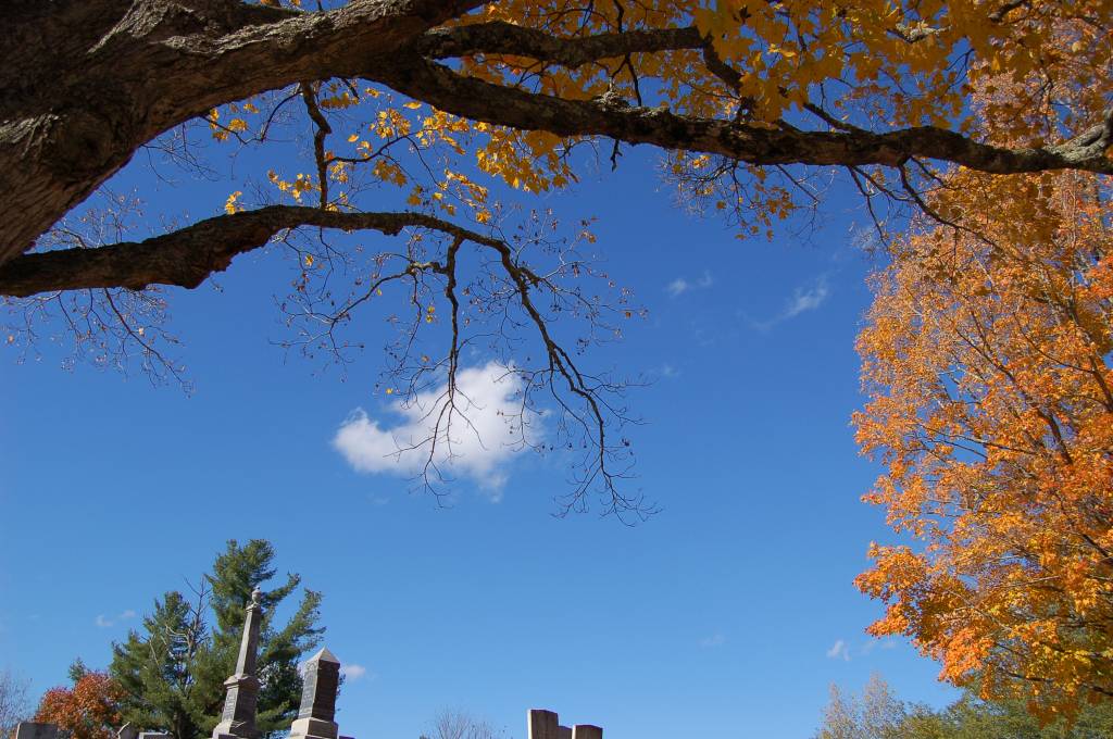 Solve Maple in local cemetery jigsaw puzzle online with 150 pieces