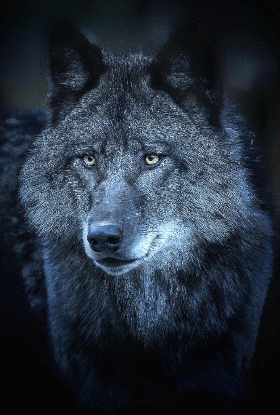 Solve Wolf jigsaw puzzle online with 35 pieces