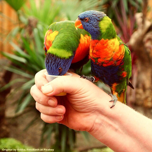 Solve Rainbow Lorikeets 🌈 jigsaw puzzle online with 49 pieces