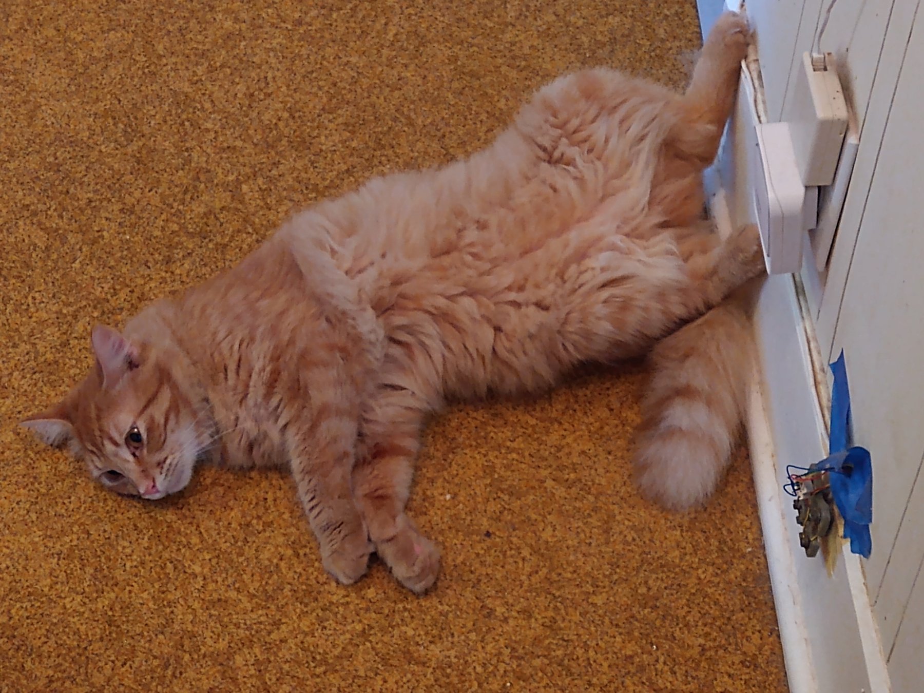 Solve Toe: I'm another flexible kid! jigsaw puzzle online with 63 pieces