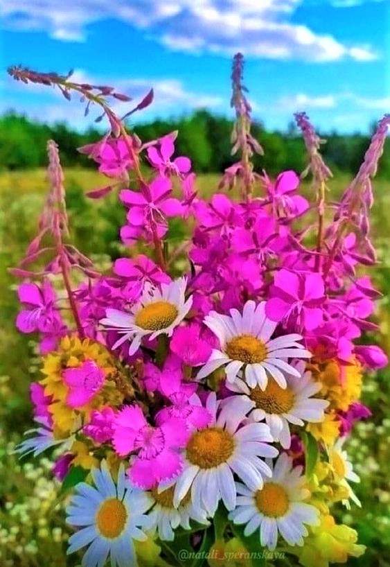 Jigsaw Puzzle | Flowers | 70 pieces | Jigidi
