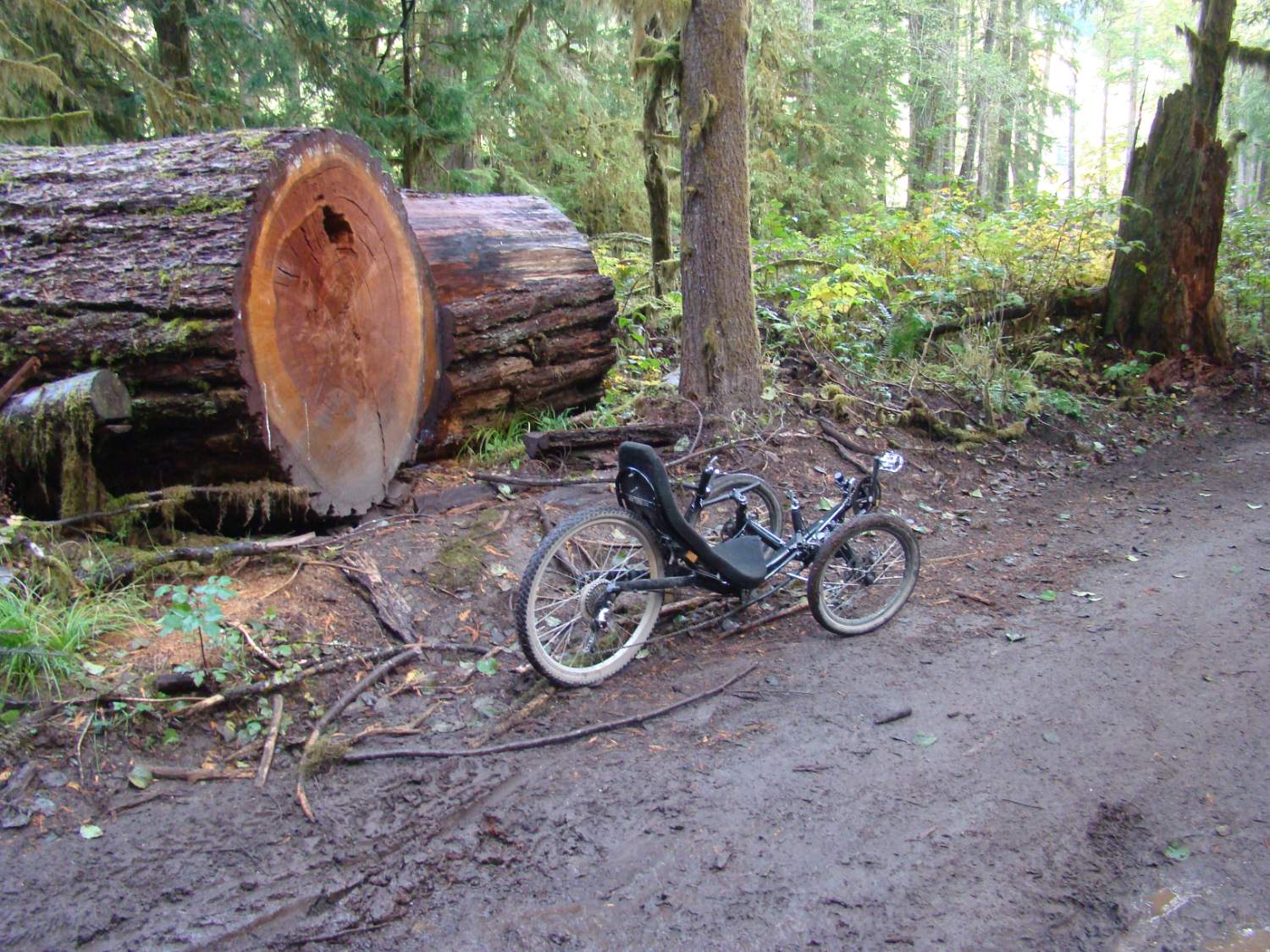 Solve A big log jigsaw puzzle online with 88 pieces