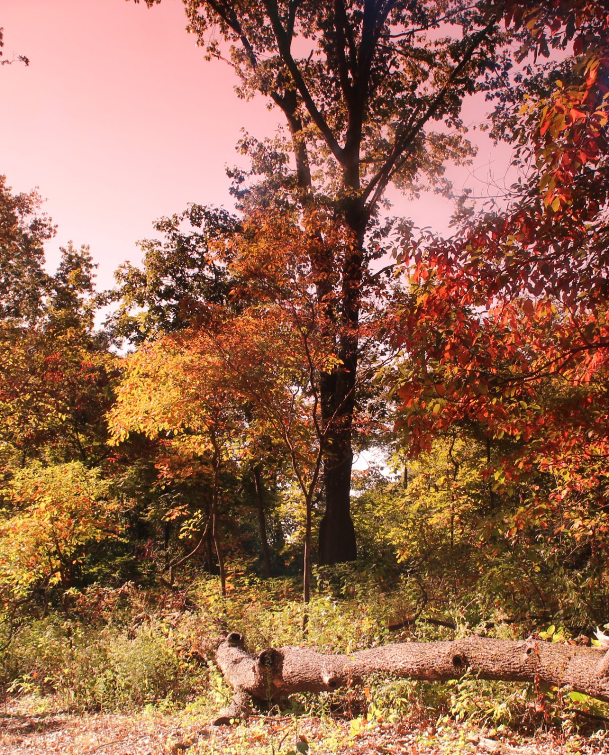 Solve Fall Colors jigsaw puzzle online with 130 pieces