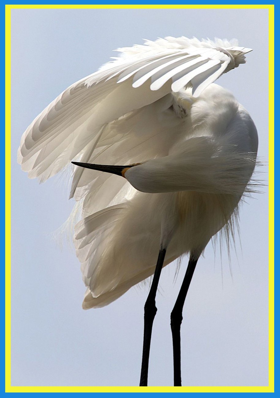 Solve Little Egret jigsaw puzzle online with 88 pieces