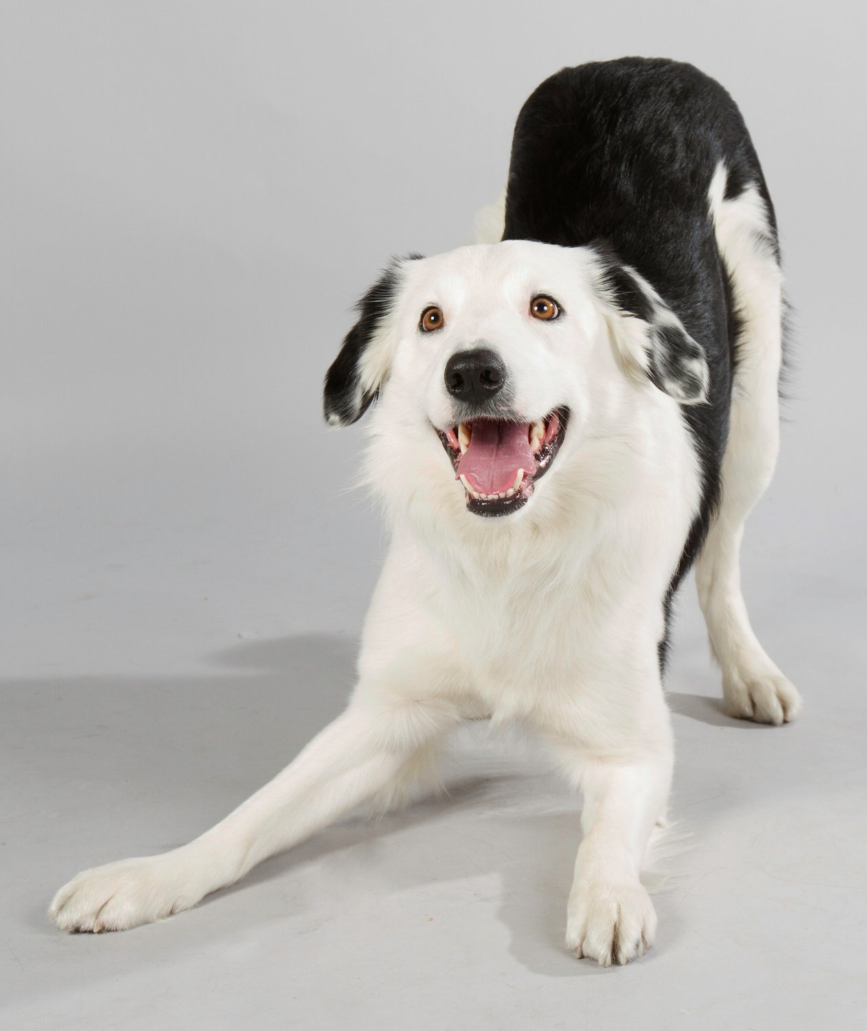 Solve Dog ready to play jigsaw puzzle online with 99 pieces