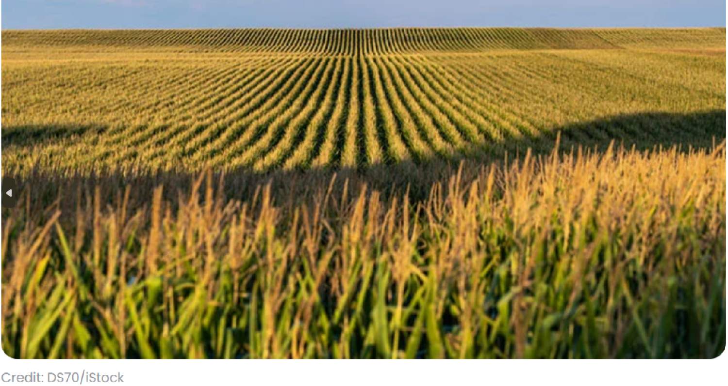 Solve IOWA-CORN-FIELD jigsaw puzzle online with 50 pieces