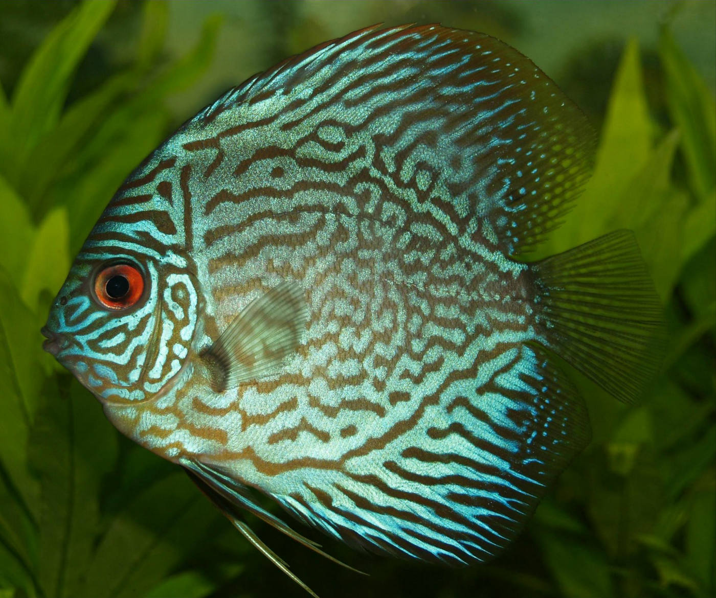 Puzzle | 168 piezas | Blue Discus (Symphysodon aequifasciata) | Jigidi