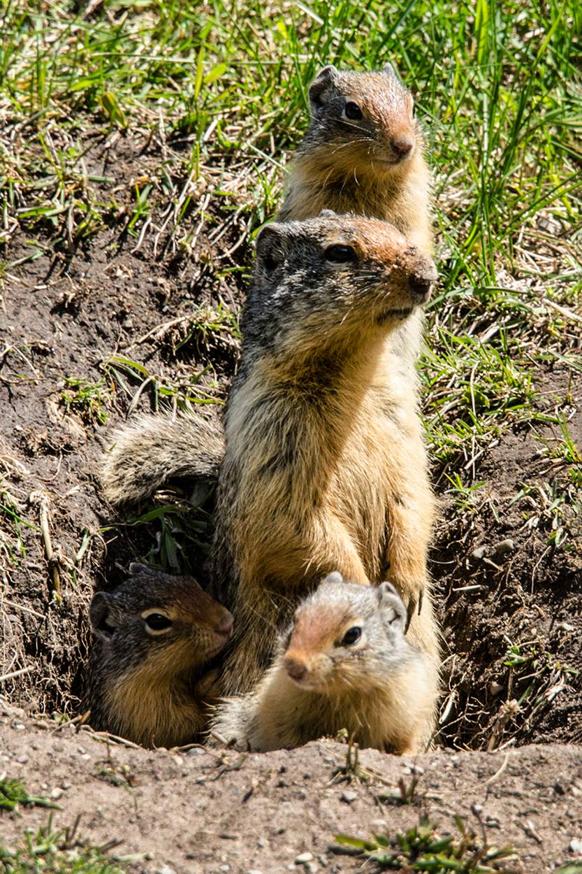 Solve mama and her triplets jigsaw puzzle online with 70 pieces