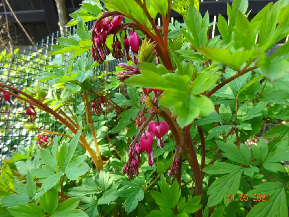 Solve Srdcovka nádherná - Dicentra spectabilis jigsaw puzzle online with 12 pieces
