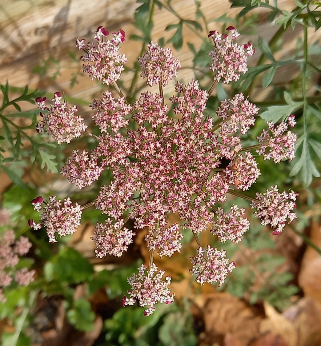 Solve Urban Biodiversity jigsaw puzzle online with 25 pieces
