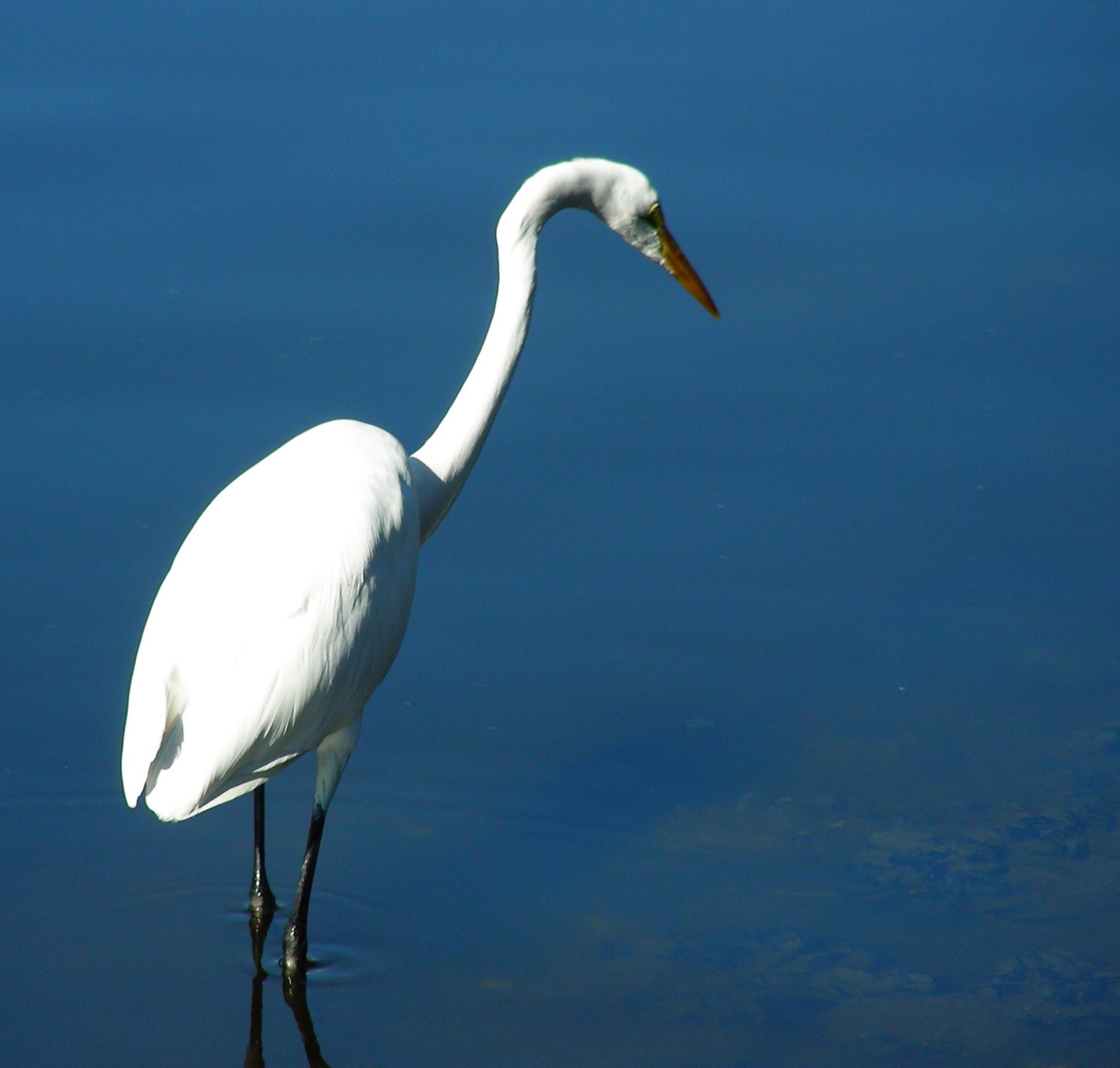 Solve Egret? jigsaw puzzle online with 64 pieces