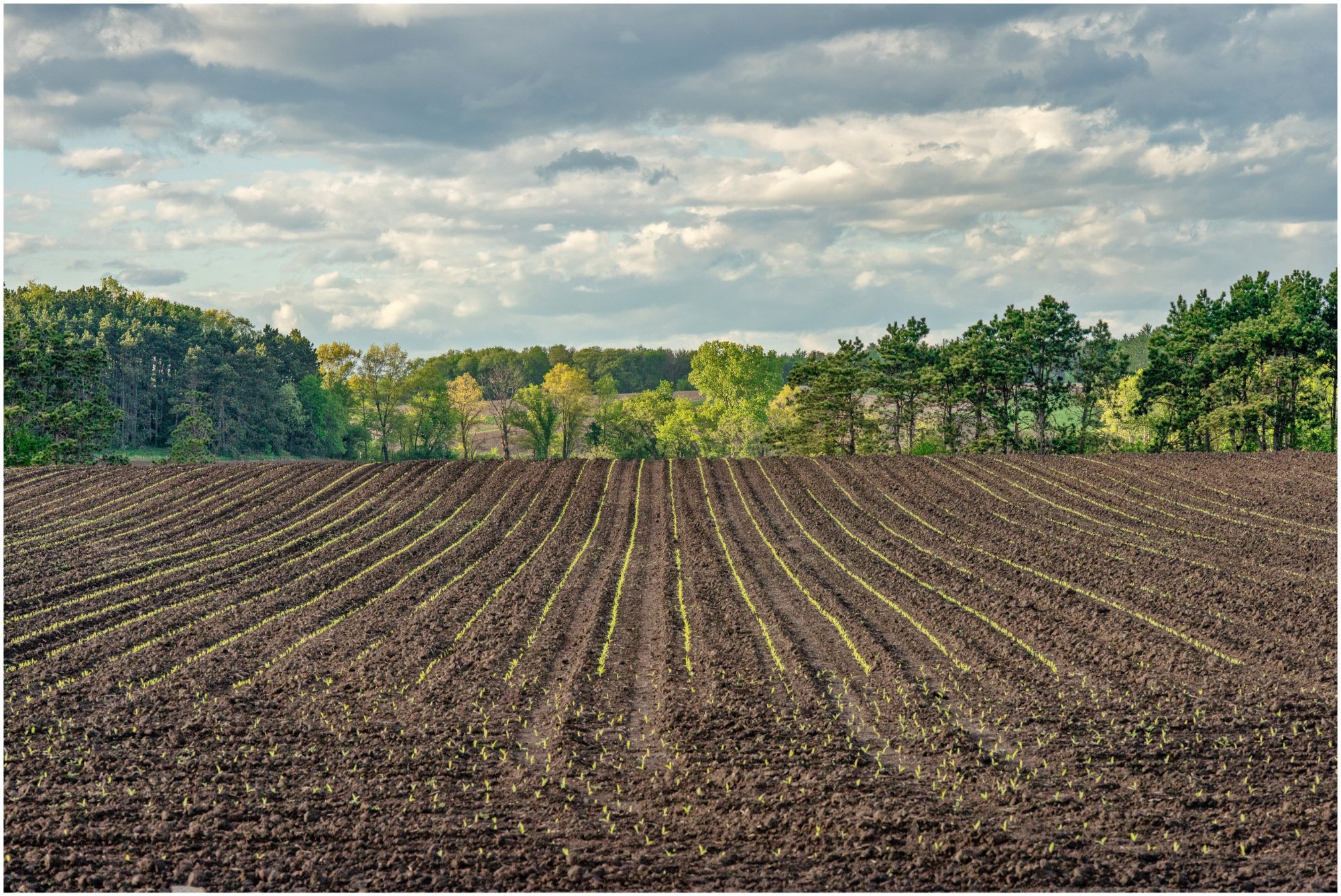 Solve The Corn's Coming Up in 600 Pieces jigsaw puzzle online with 600 ...