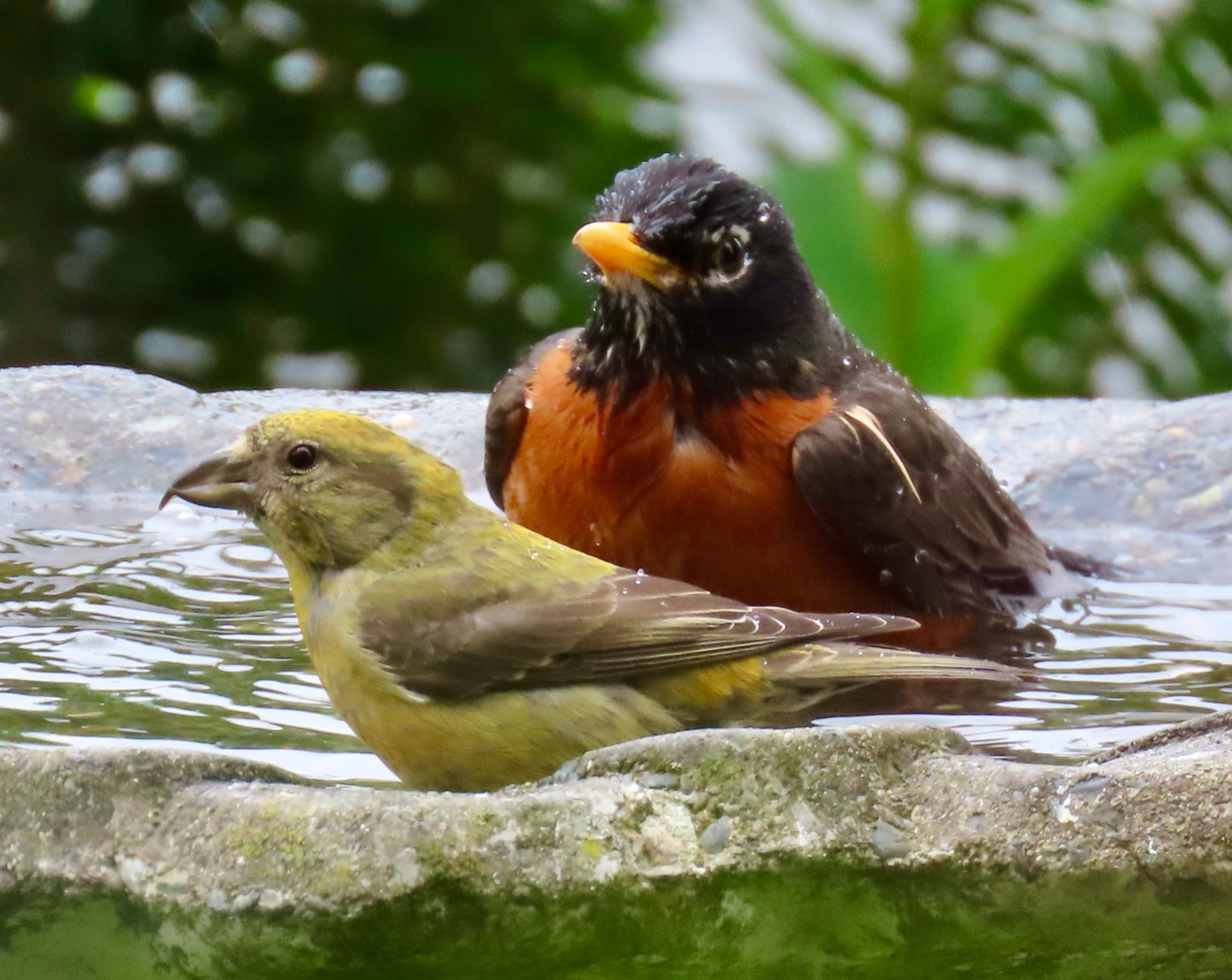Solve A Red Crossbill and an American Robin sharing a bath jigsaw ...