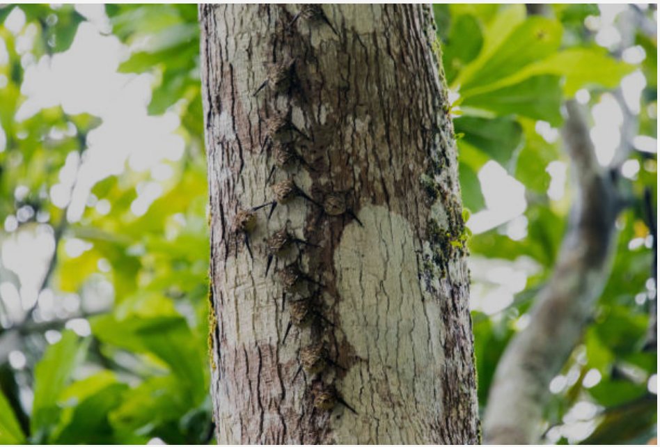 Solve What do you see hiding in plain sight? jigsaw puzzle online with ...