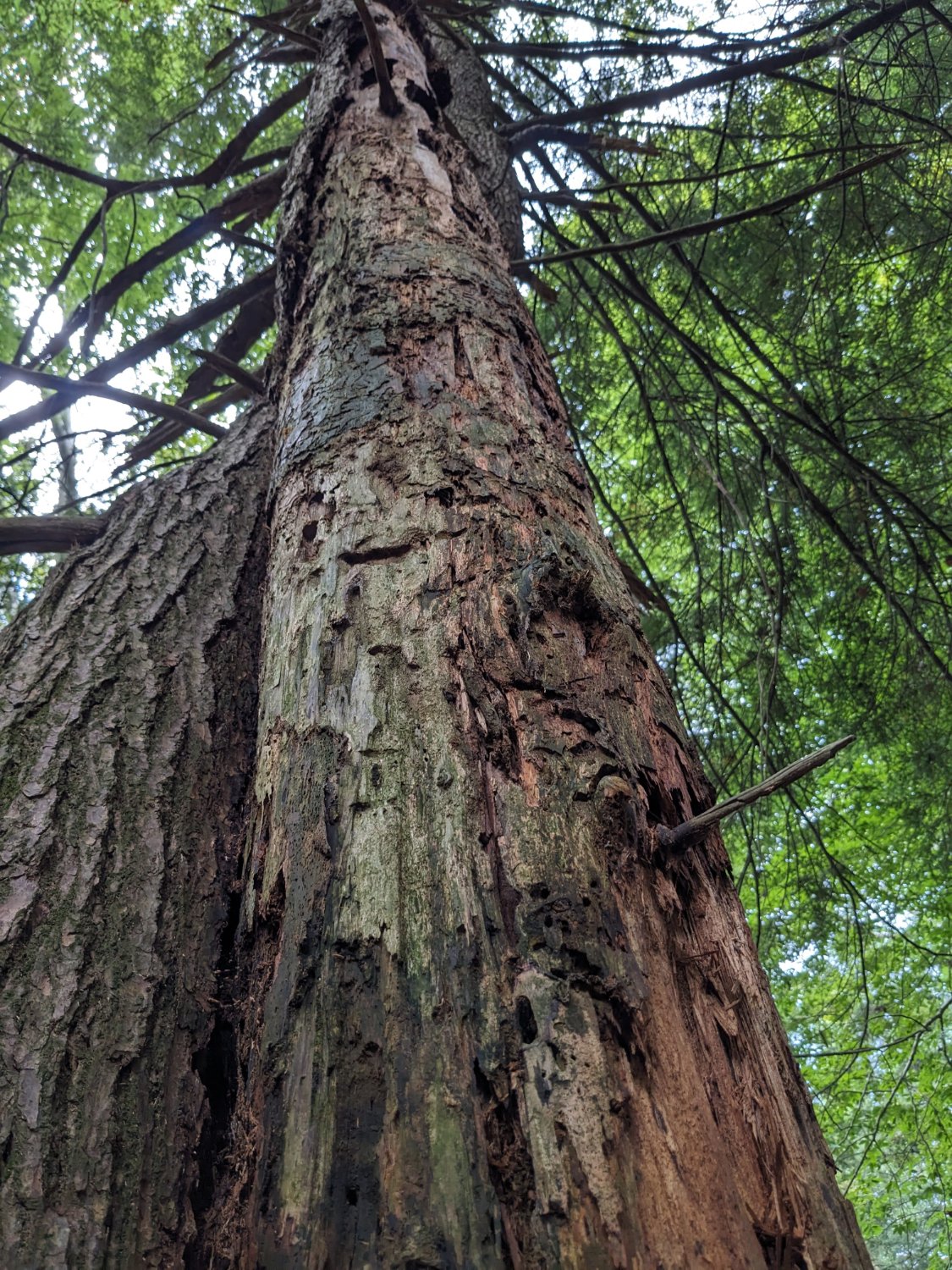 Jigsaw Puzzle | 80 pieces | An old hemlock—Woodpeckers' delight | Jigidi