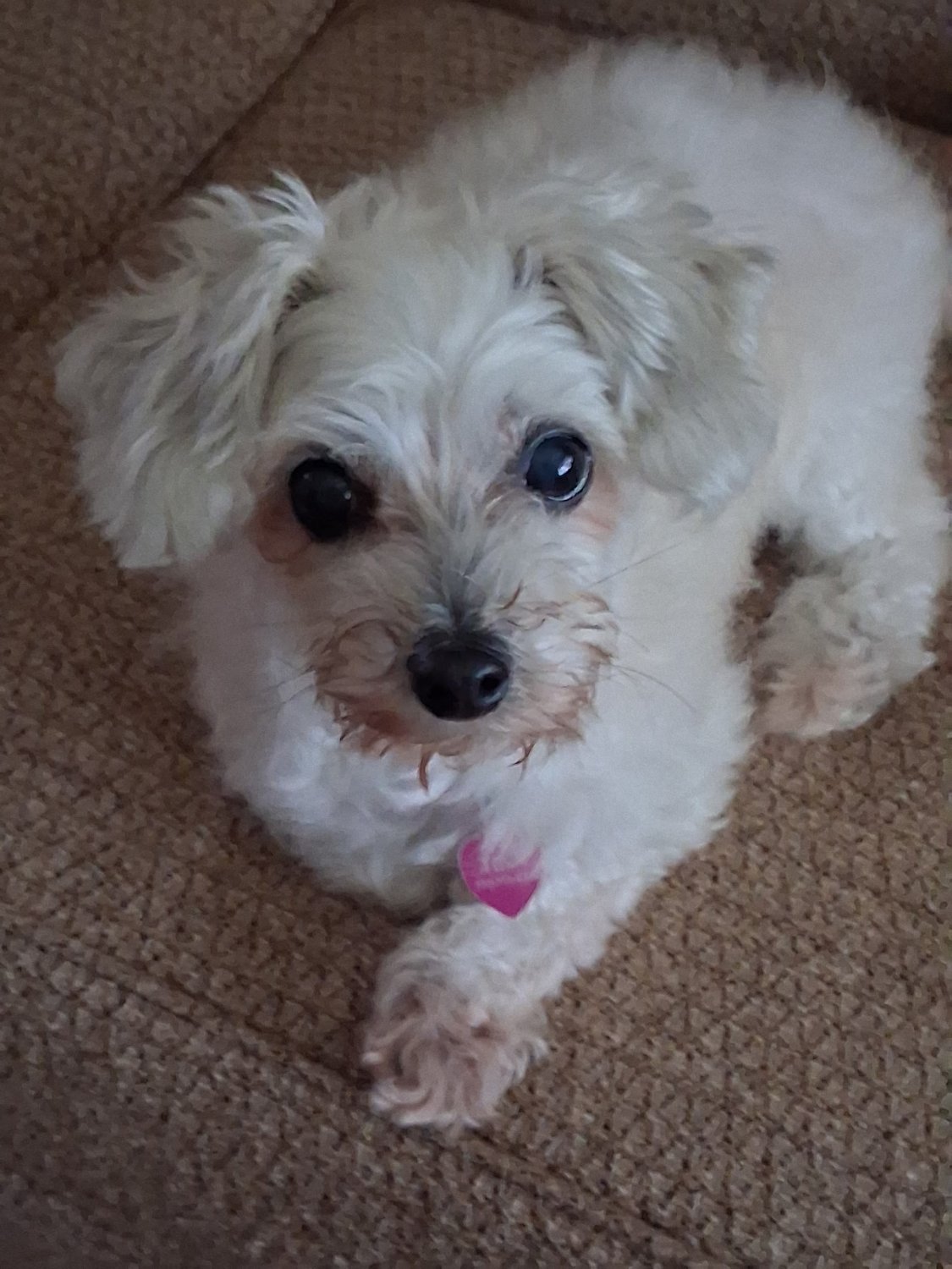 Solve Wonder Dog Tink jigsaw puzzle online with 99 pieces