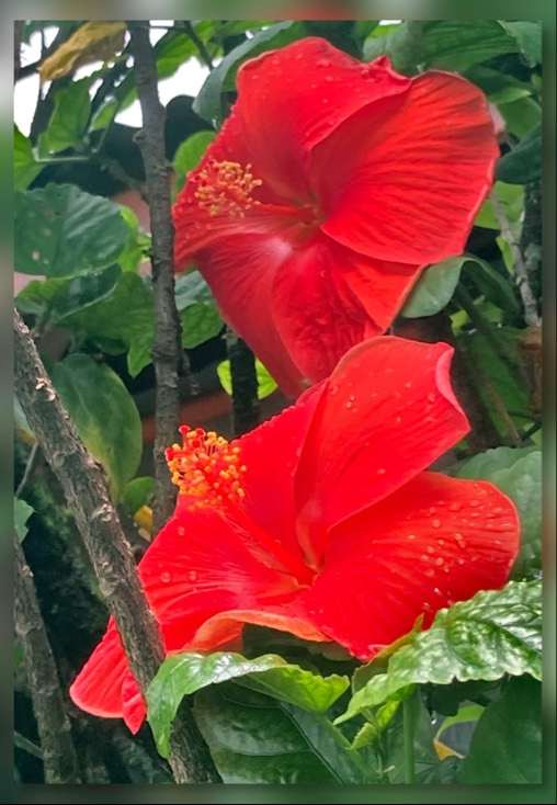 Solve Pretty duo jigsaw puzzle online with 12 pieces