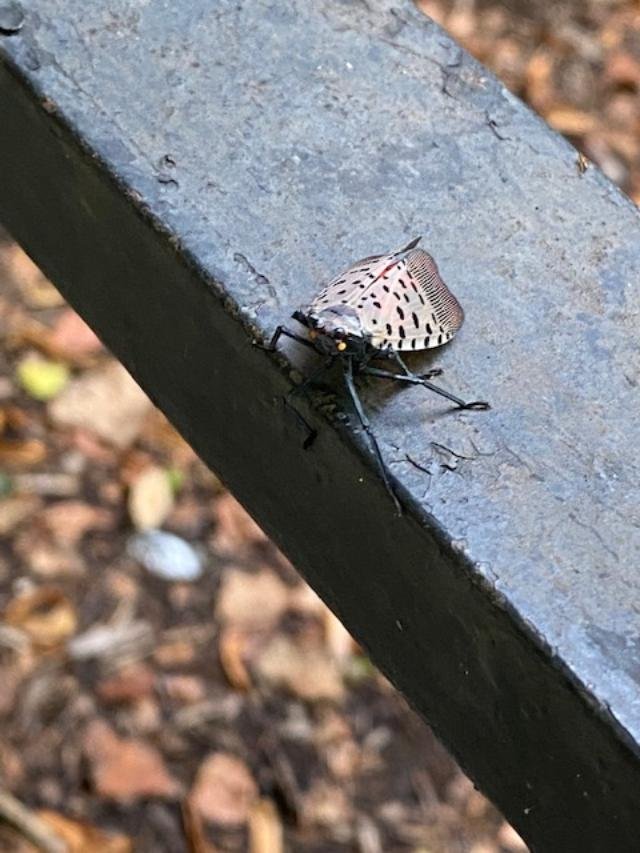 Solve A bug jigsaw puzzle online with 20 pieces