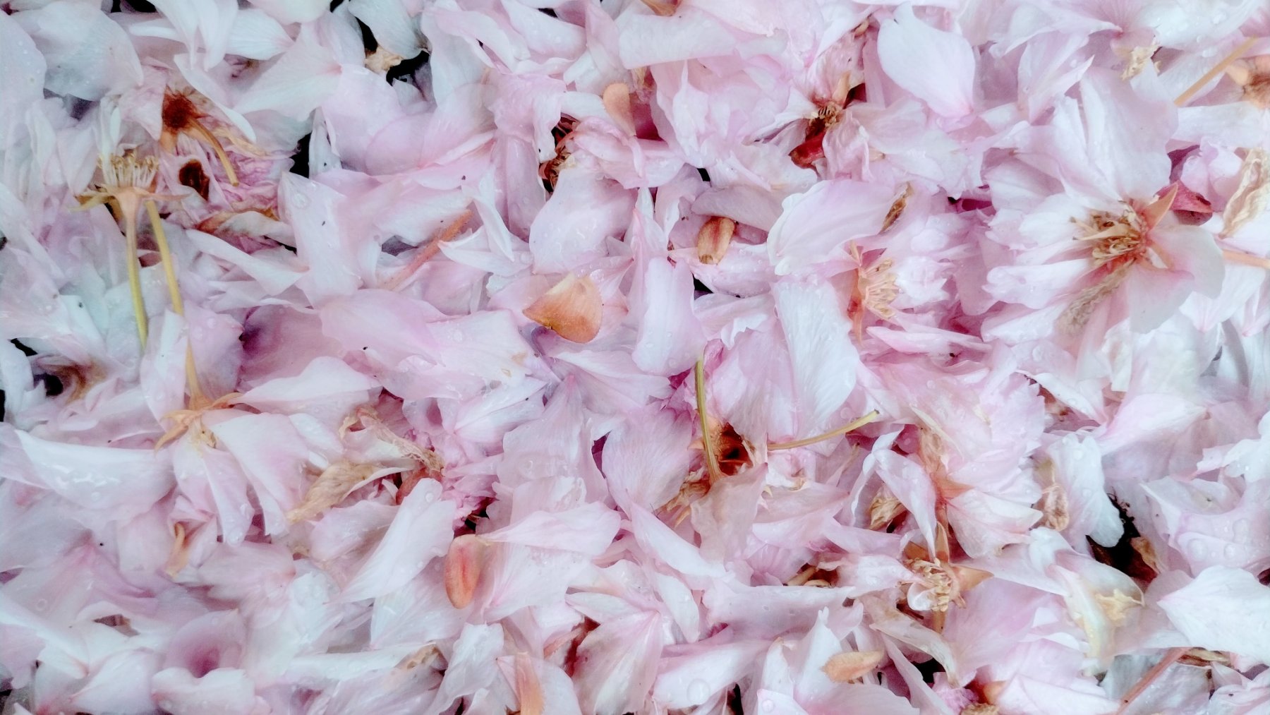 Solve fallen jigsaw puzzle online with 45 pieces