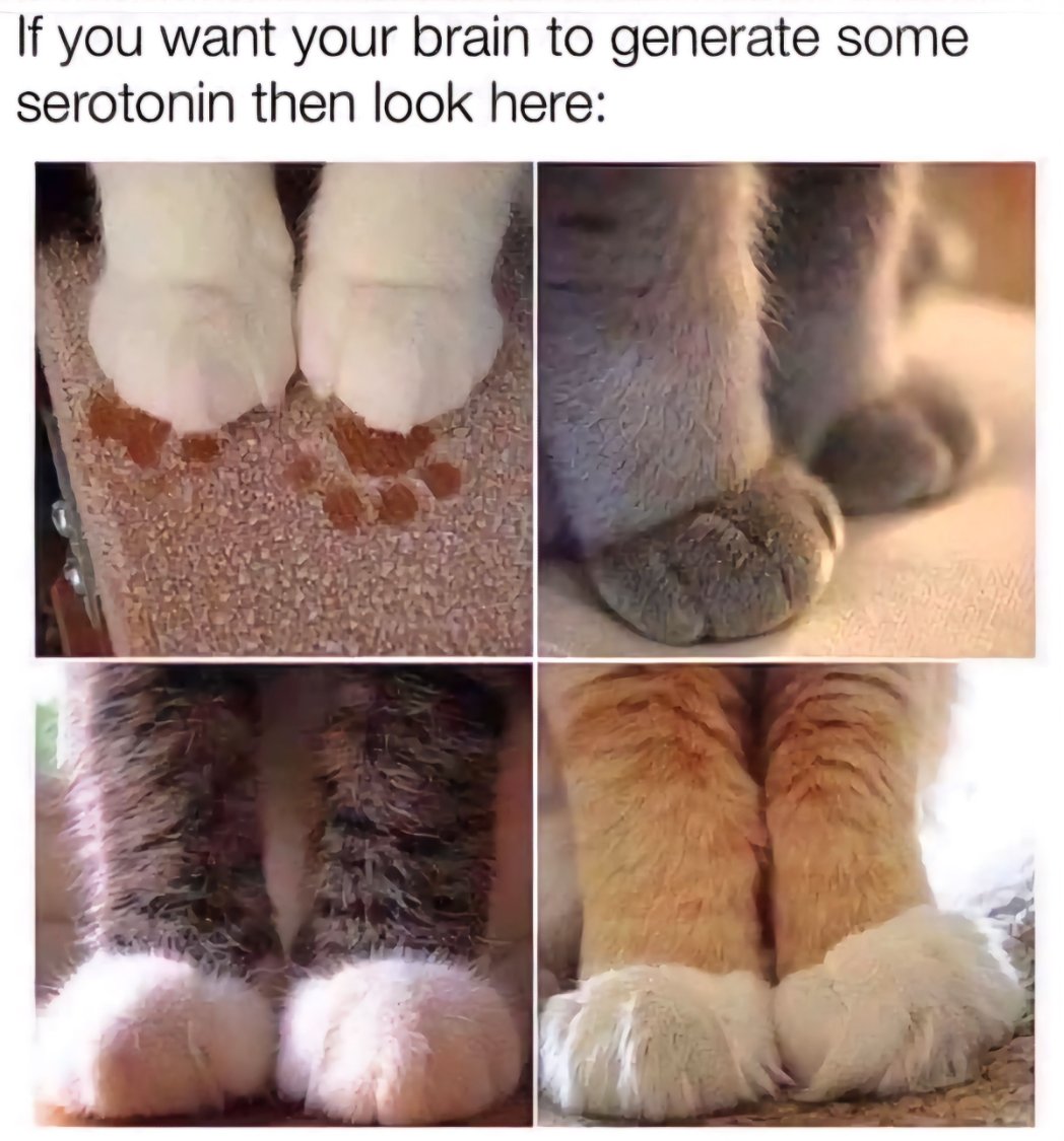 Solve Paws jigsaw puzzle online with 9 pieces