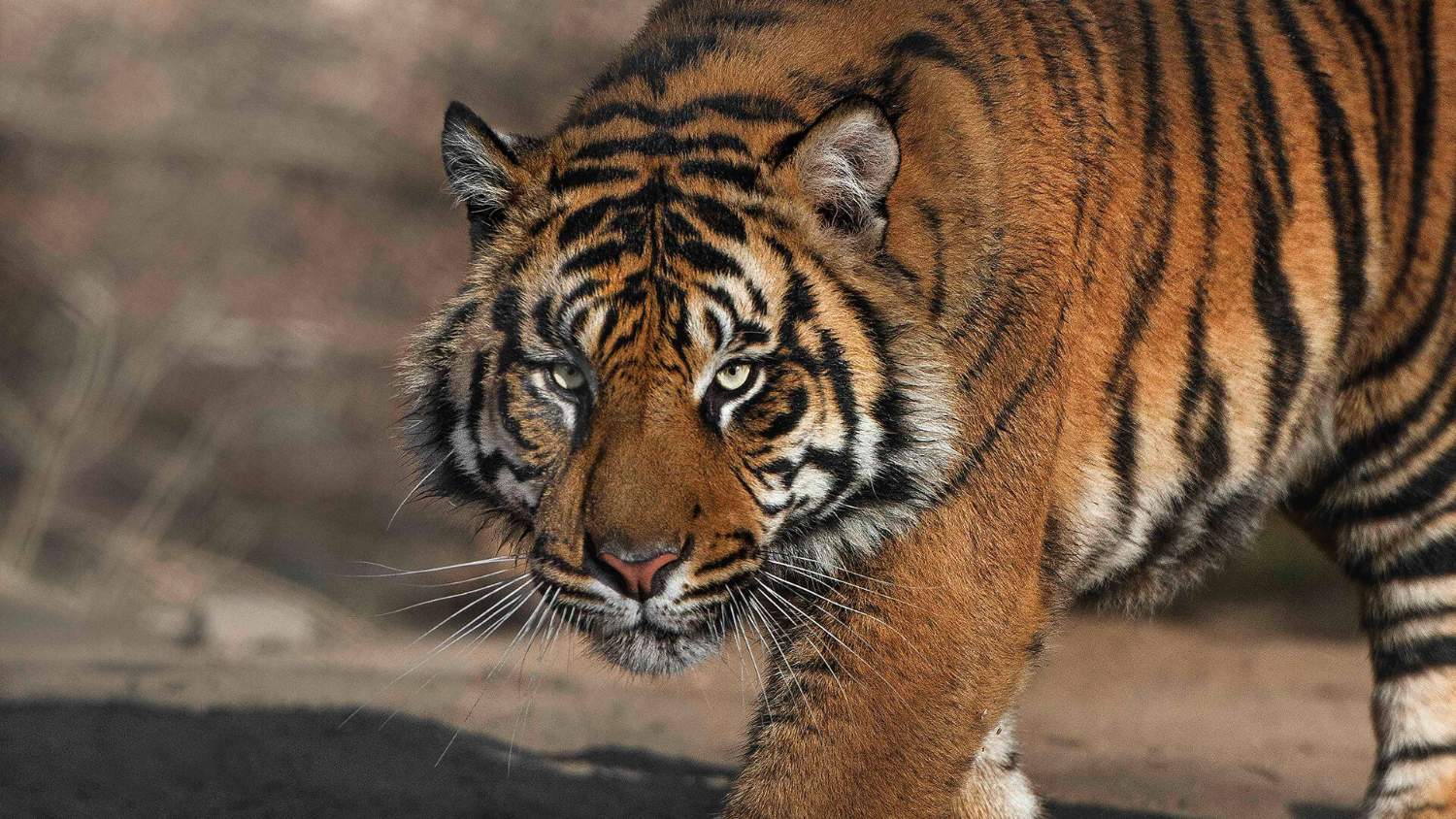 Solve July 29th was International Tiger Day! This Sumaratan tiger is at ...