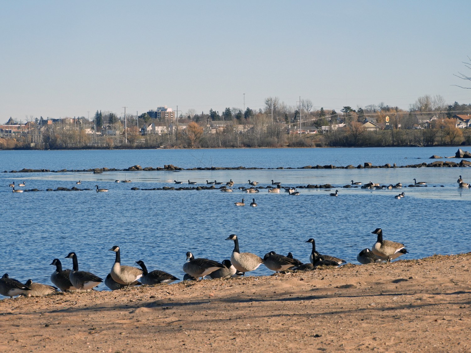 Solve Many geese are still here jigsaw puzzle online with 20 pieces