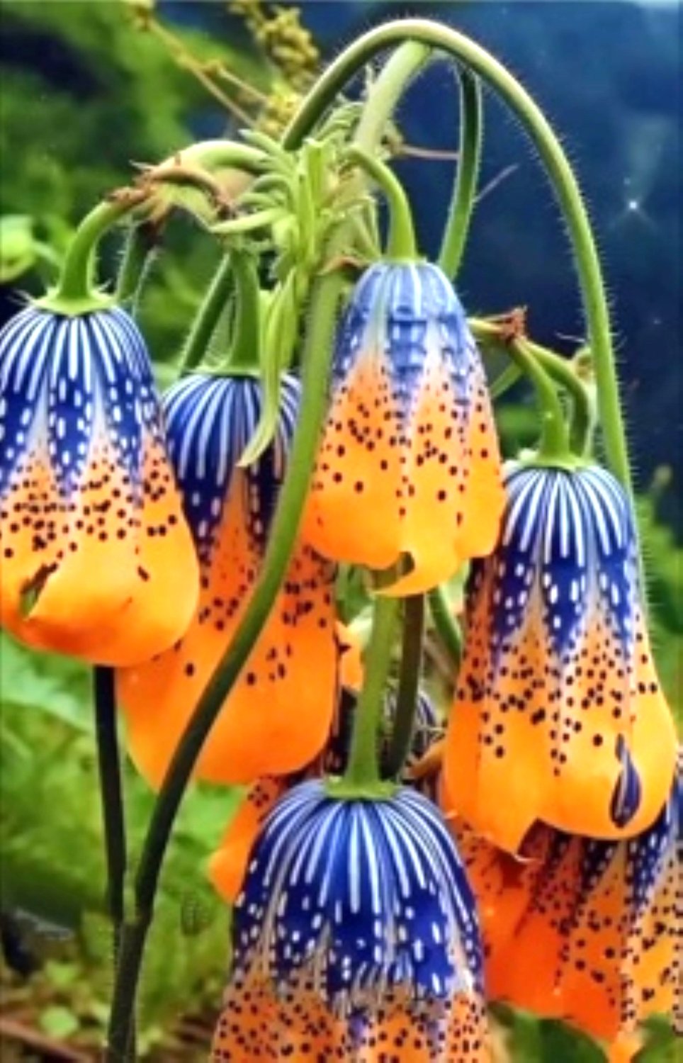 Solve Unknown flower jigsaw puzzle online with 400 pieces