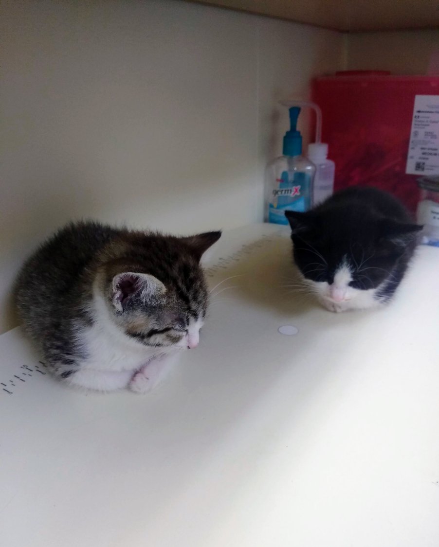 Solve Mama Sita and Inky the Father jigsaw puzzle online with 12 pieces