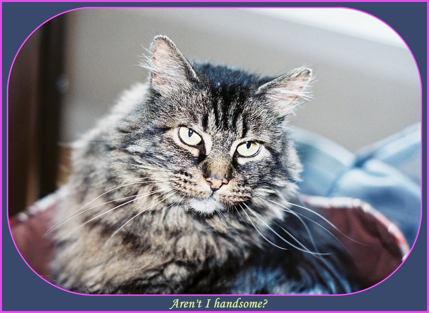 Solve Alvin, a huge Maine Coone who showed up on my doorstep one day in ...