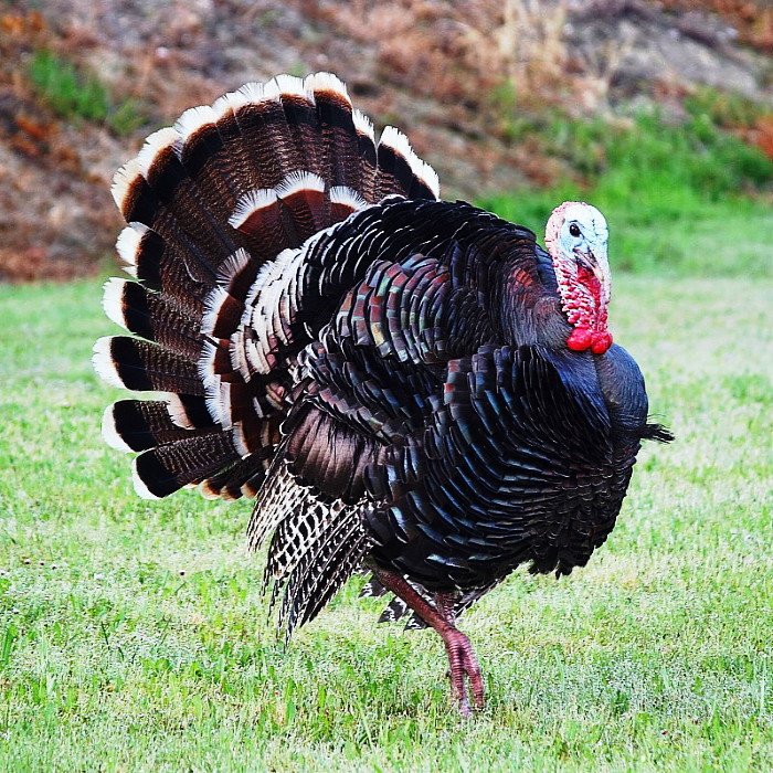 Solve Thanksgiving dinner - Run! jigsaw puzzle online with 25 pieces