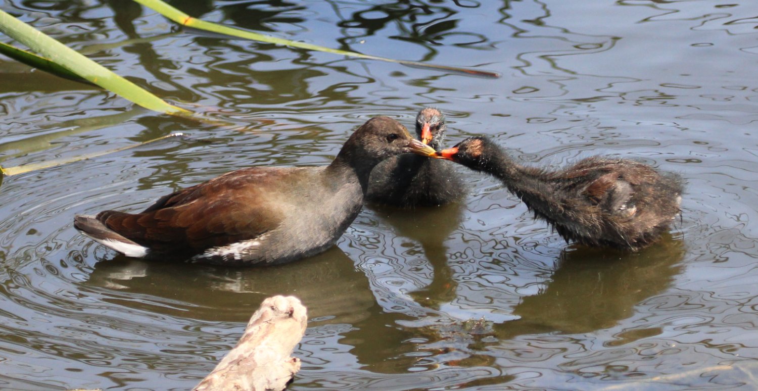 Solve Common Gallinule teenager with younger siblings, Buena Vista Park ...