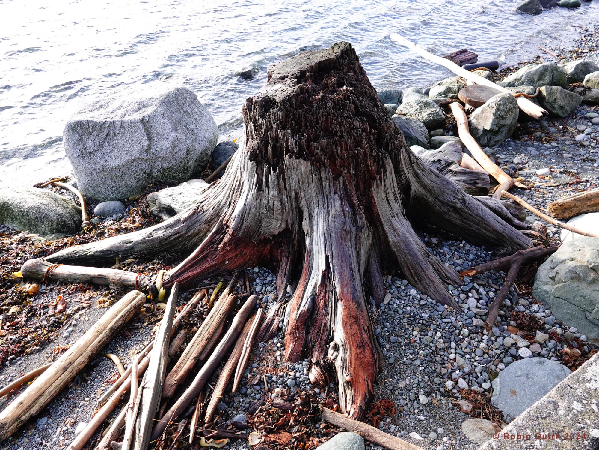 Solve Rooted jigsaw puzzle online with 88 pieces