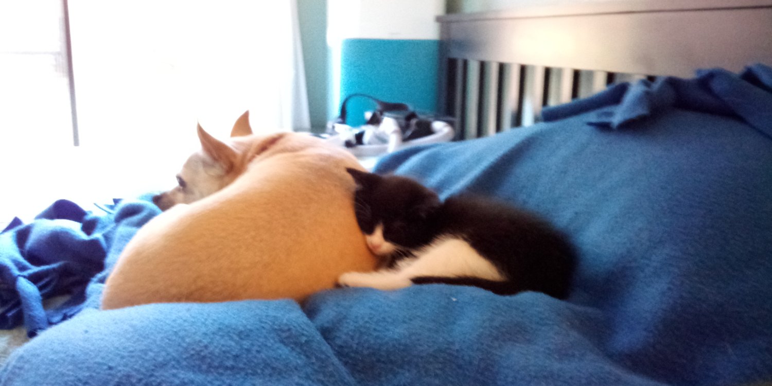 Solve Meet Sugar jigsaw puzzle online with 15 pieces