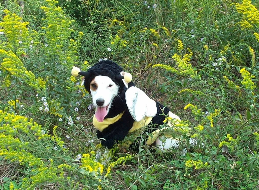 Solve Bumblebee Dog jigsaw puzzle online with 24 pieces