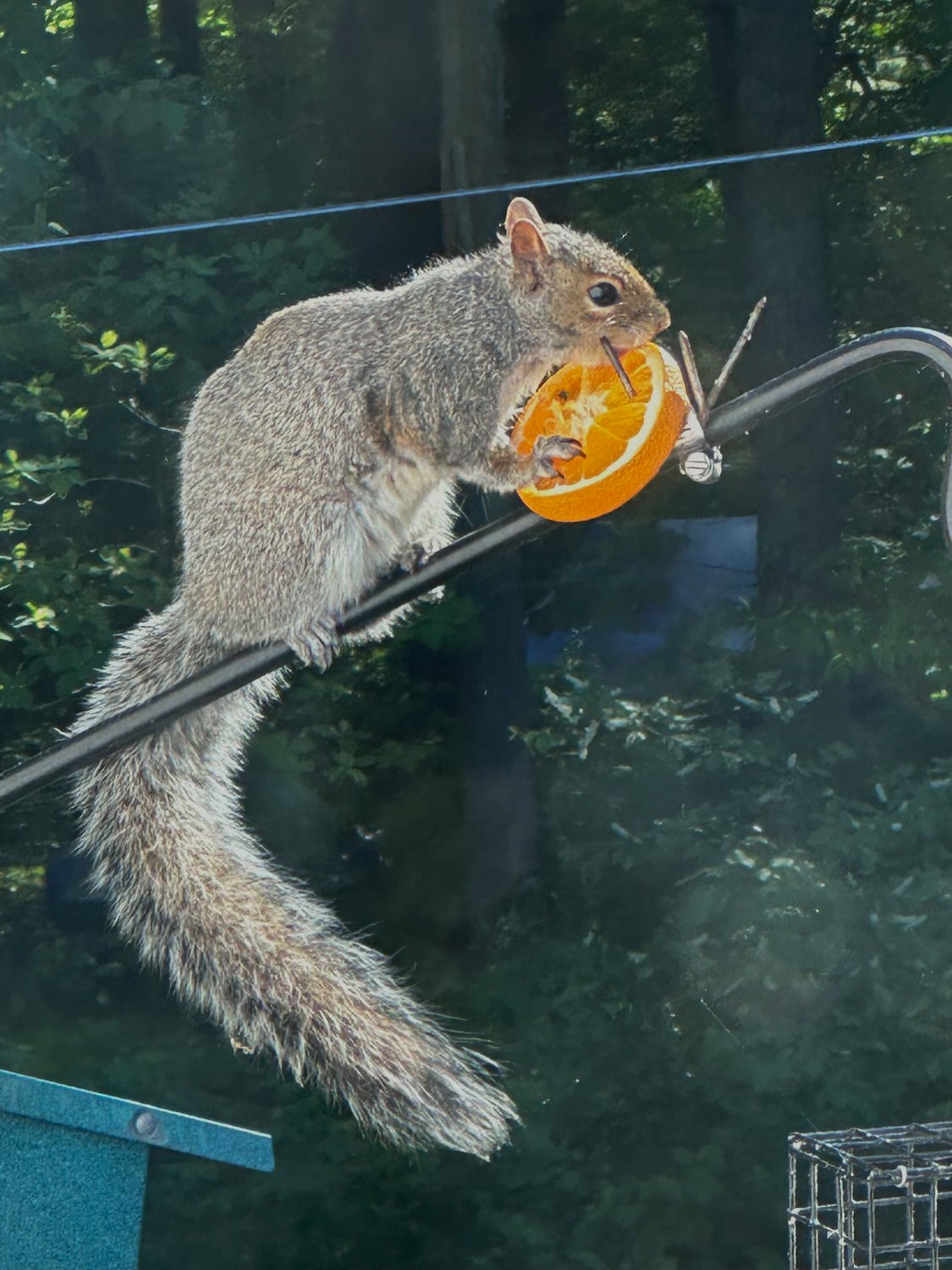 Solve Squirrel jigsaw puzzle online with 63 pieces