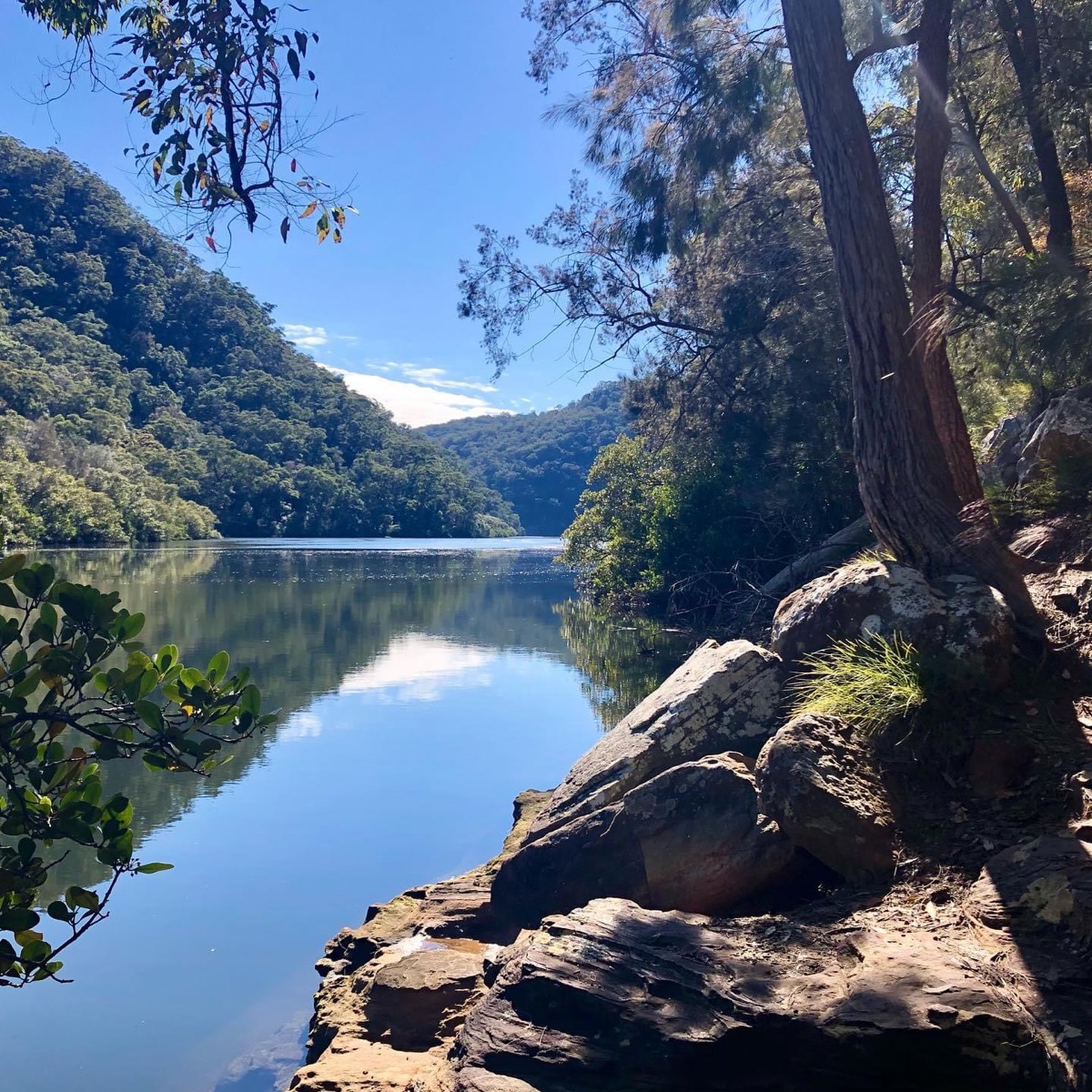 Solve Australian bush scene jigsaw puzzle online with 196 pieces