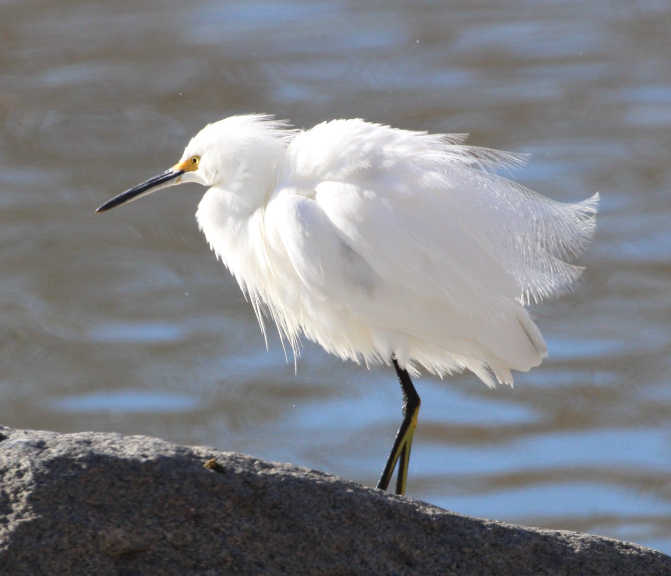 Solve Snowy Egret, Santee Lakes, Santee, California jigsaw puzzle ...