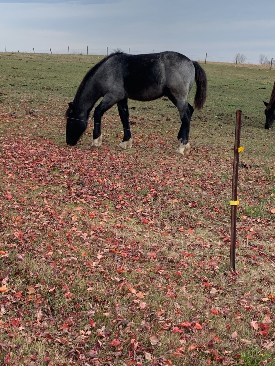 Solve Gideon (large) jigsaw puzzle online with 154 pieces