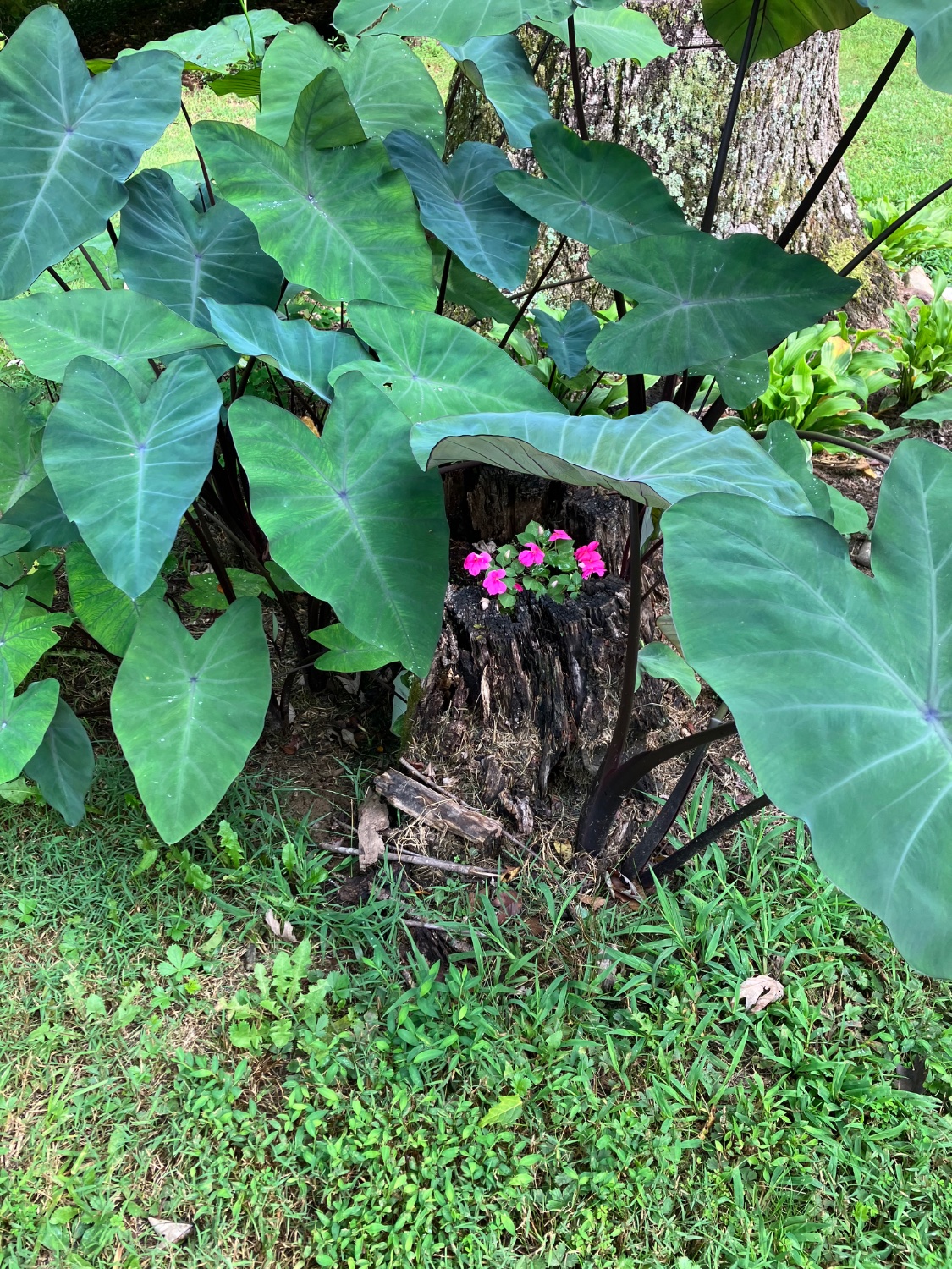 Jigsaw Puzzle | 63 pieces | Elephant ears over pink impatien | Jigidi