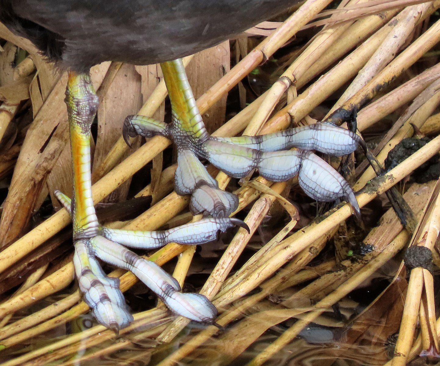 Solve coot feet 😊 jigsaw puzzle online with 42 pieces