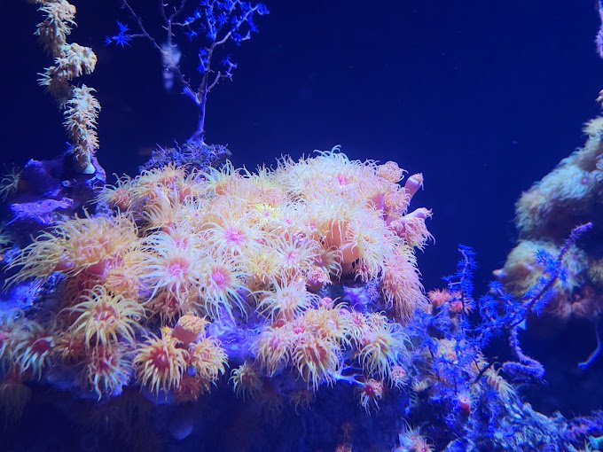 Solve Seattle acquarium photo jigsaw puzzle online with 63 pieces